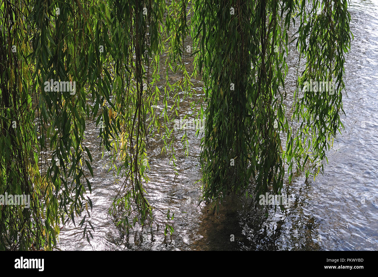 Weeping willow twigs hi-res stock photography and images - Alamy