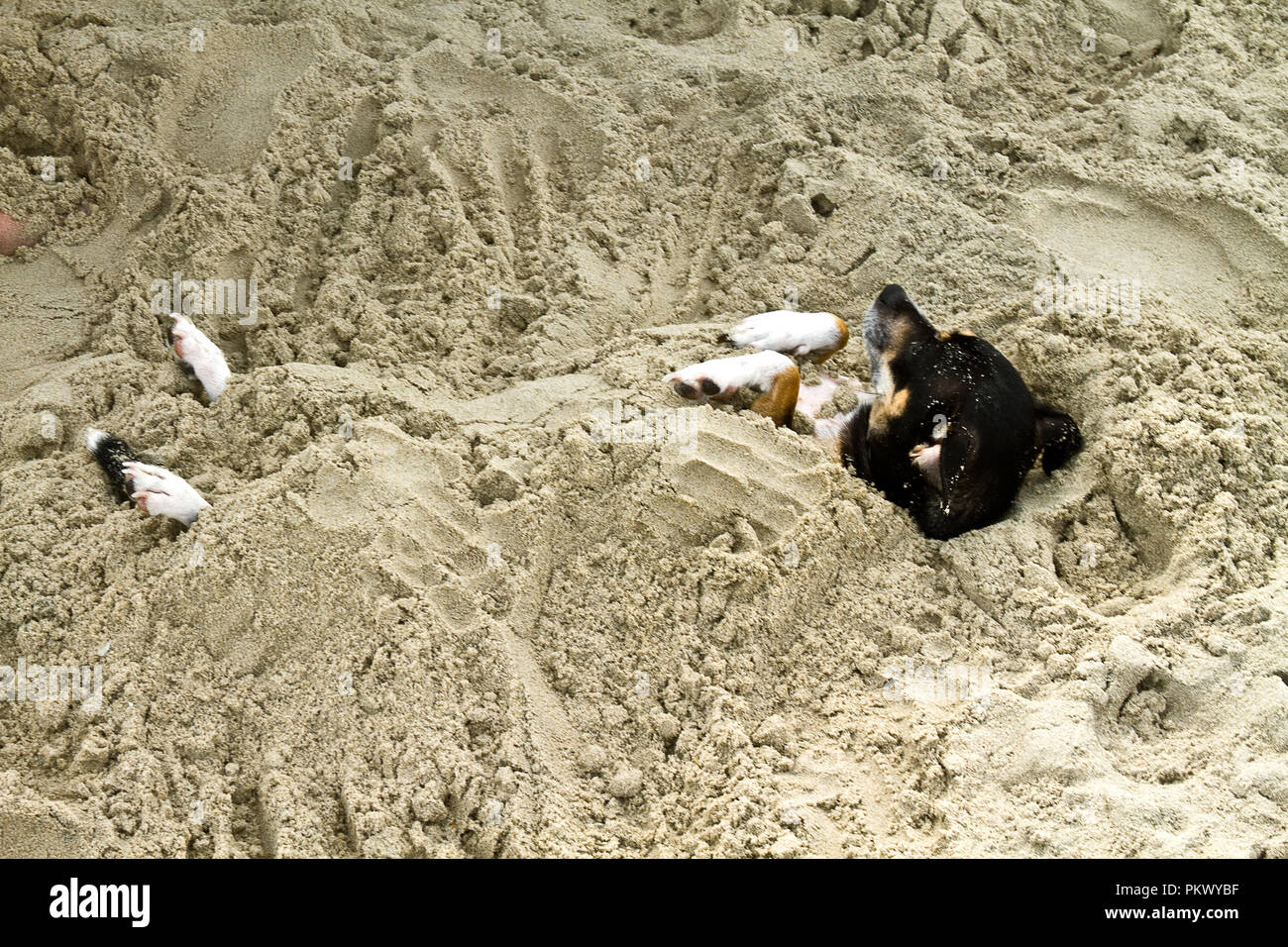 Small black and white terrier dog buried in sand at the beach Stock ...