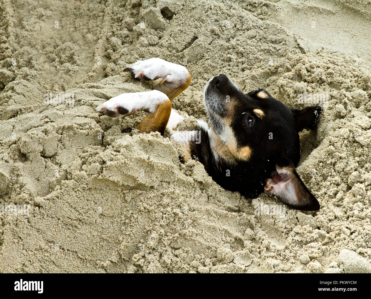 Small black and white terrier dog buried in sand at the beach Stock ...