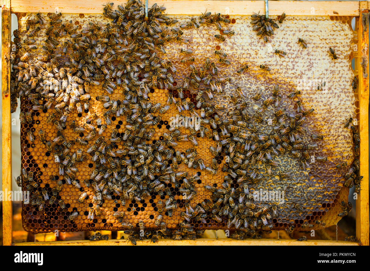 Polygon bee honeycomb pattern hi-res stock photography and images - Alamy