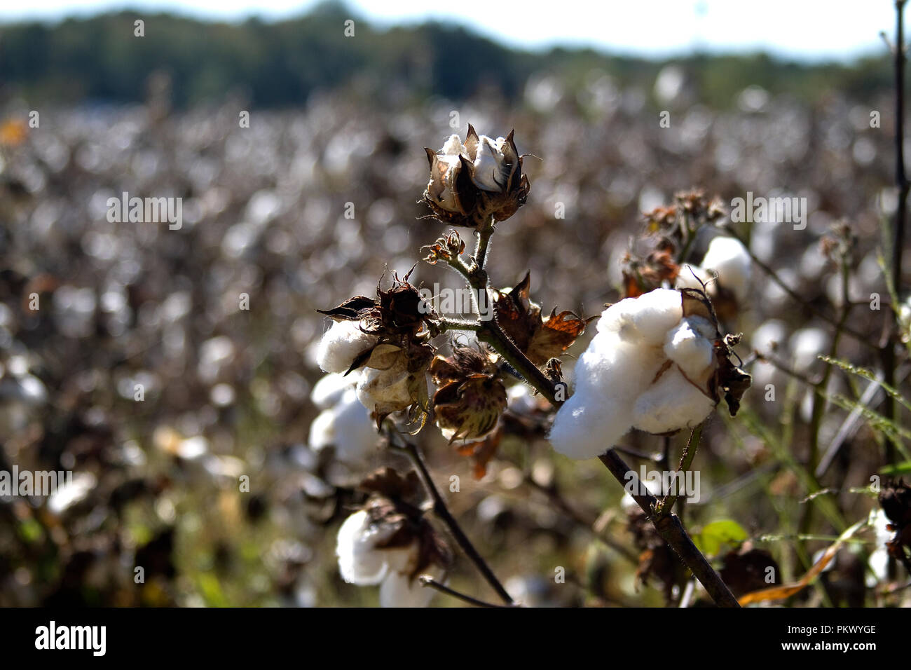 Organic cotton plants field hi-res stock photography and images - Alamy