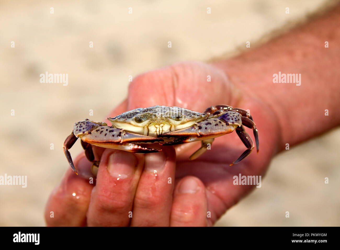 Closeup of man's hand holding small crab looking right at the camera ...