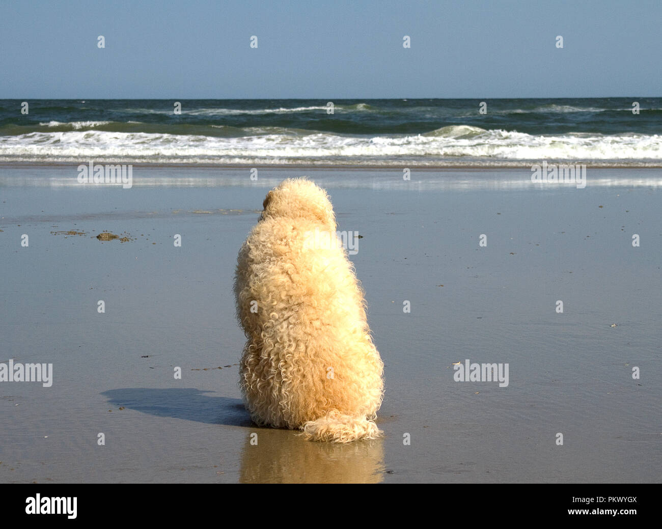 White Golden Doodle watching waves at the ocean Stock Photo - Alamy
