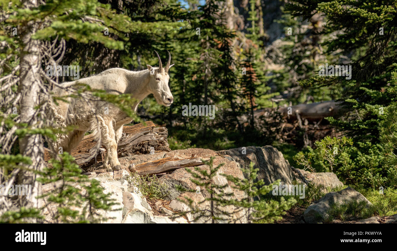 Wildlife mountain goat close up standing on a rock in the wilderness ...