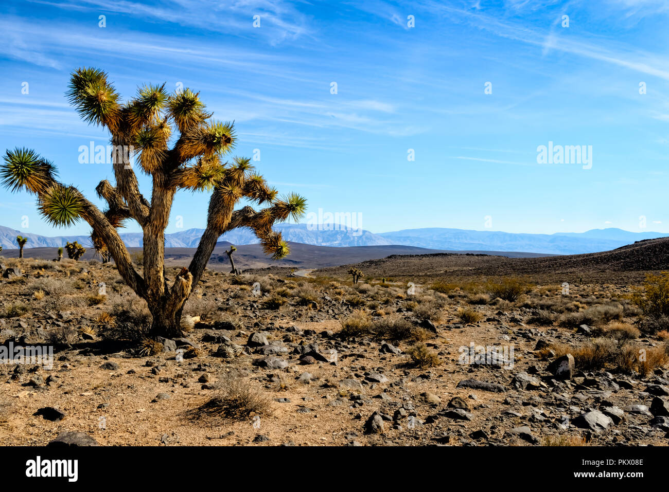 Joshua trees lee flat death hi-res stock photography and images - Alamy