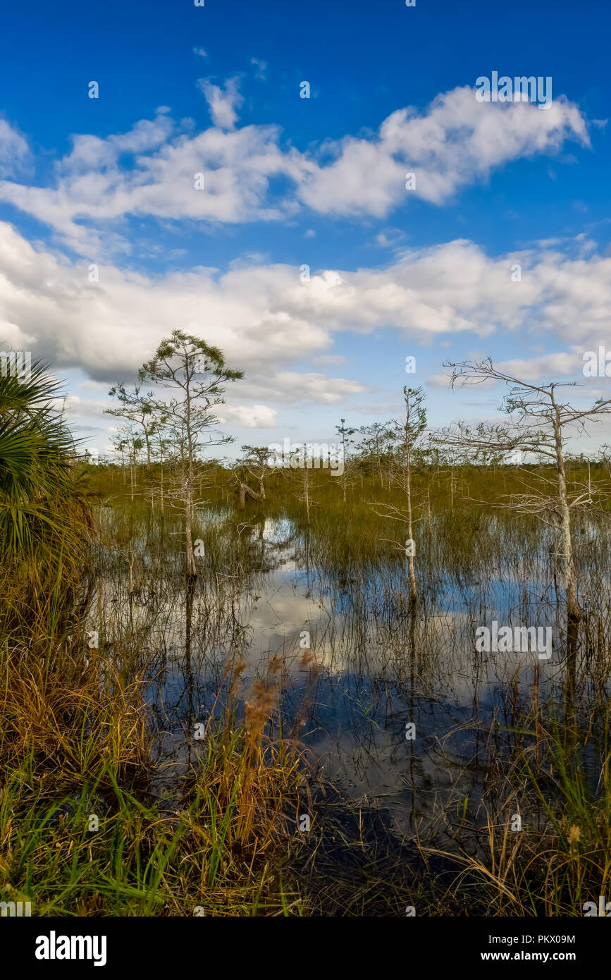 The iconic Z Tree, a dwarf bald cypress, rising above the sea of grass ...