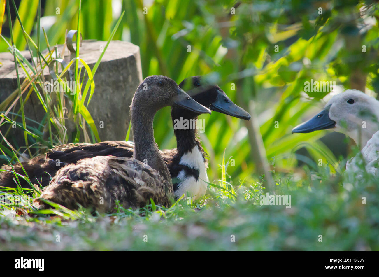 Three ducks of the Indian Runner breed rest in the grass on the shore ...