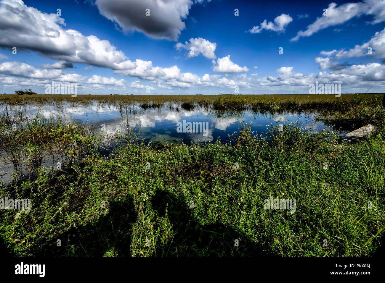 Clouds and Blue Sky reflected in the shallow waters of the Everglades ...