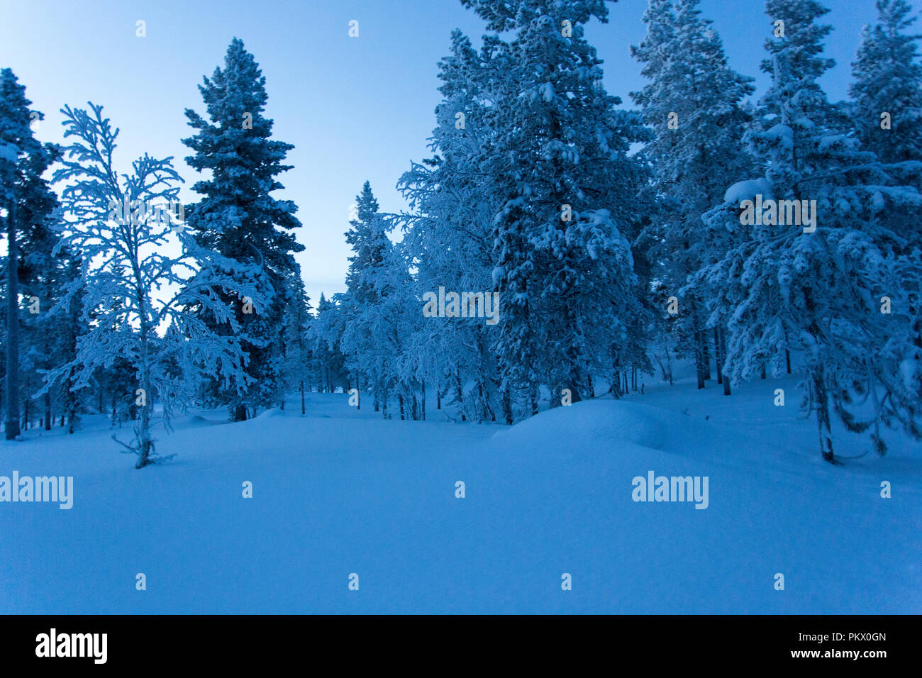 Cold winter in north of Finland, lapland Stock Photo - Alamy