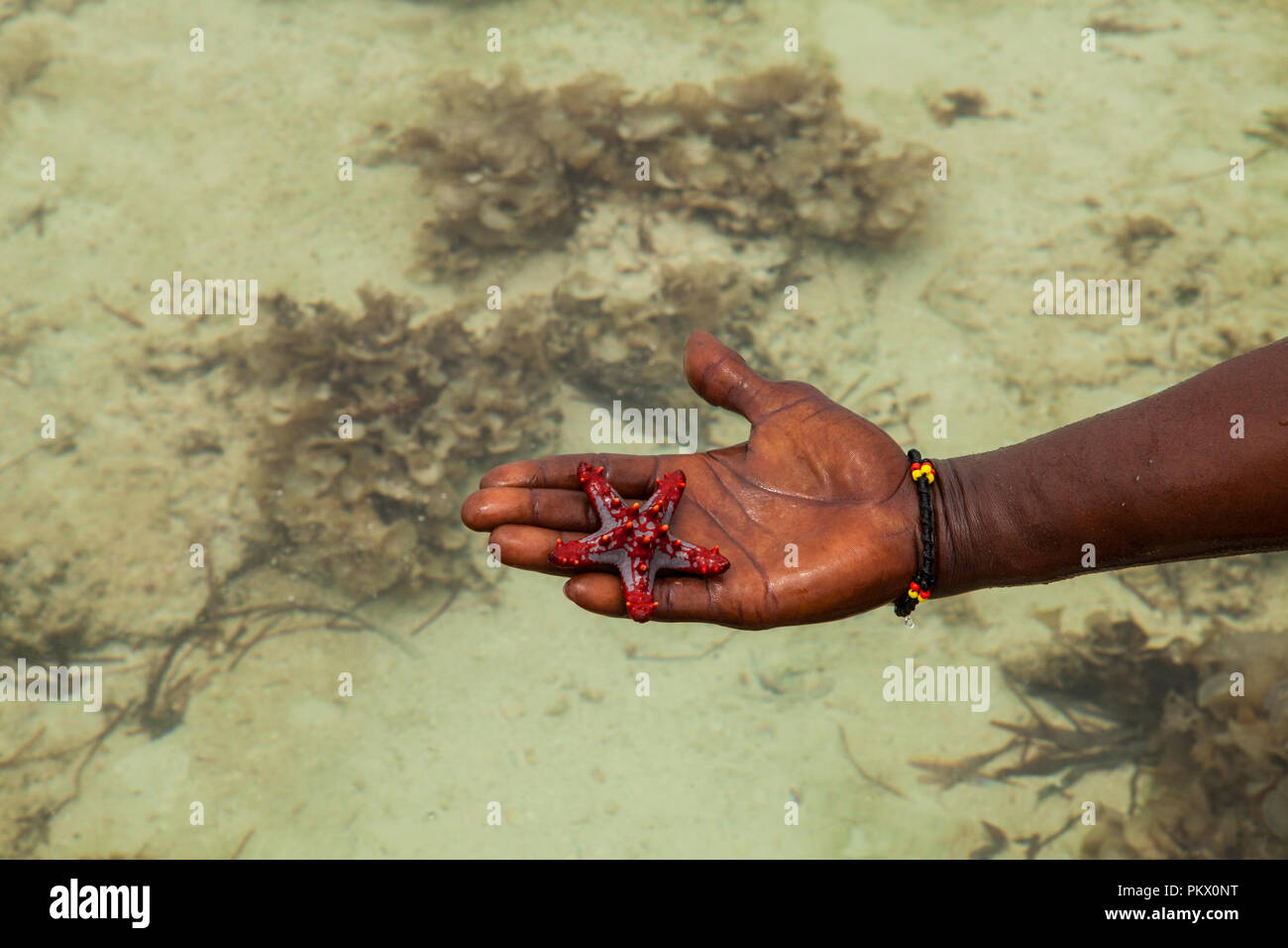 Indian ocean starfish hi-res stock photography and images - Alamy