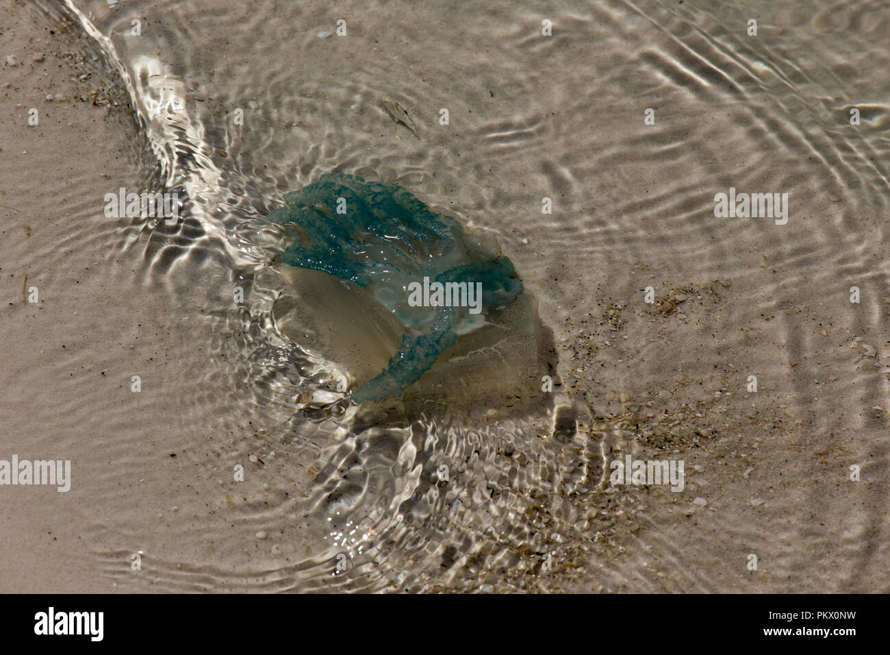 Blue jellyfish beach uk hi-res stock photography and images - Alamy