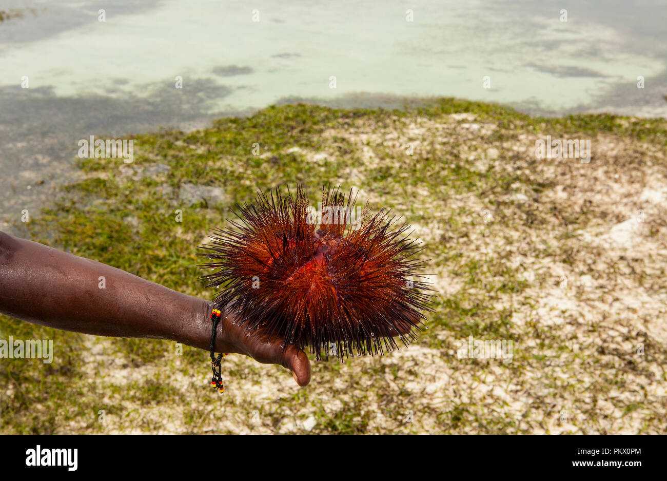Red sea urchin (Astropyga radiata), common names of these urchins ...