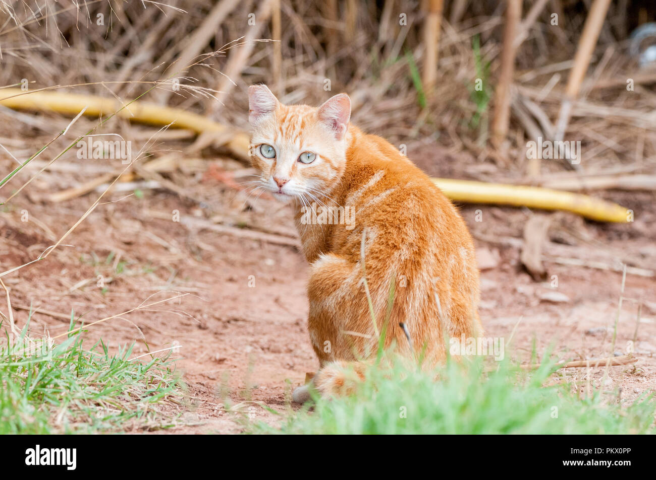 European tabby cats hi-res stock photography and images - Alamy