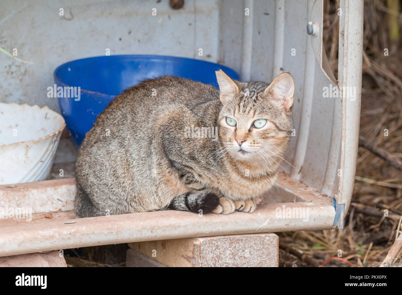 Felis catus or the feral cat hi-res stock photography and images - Alamy