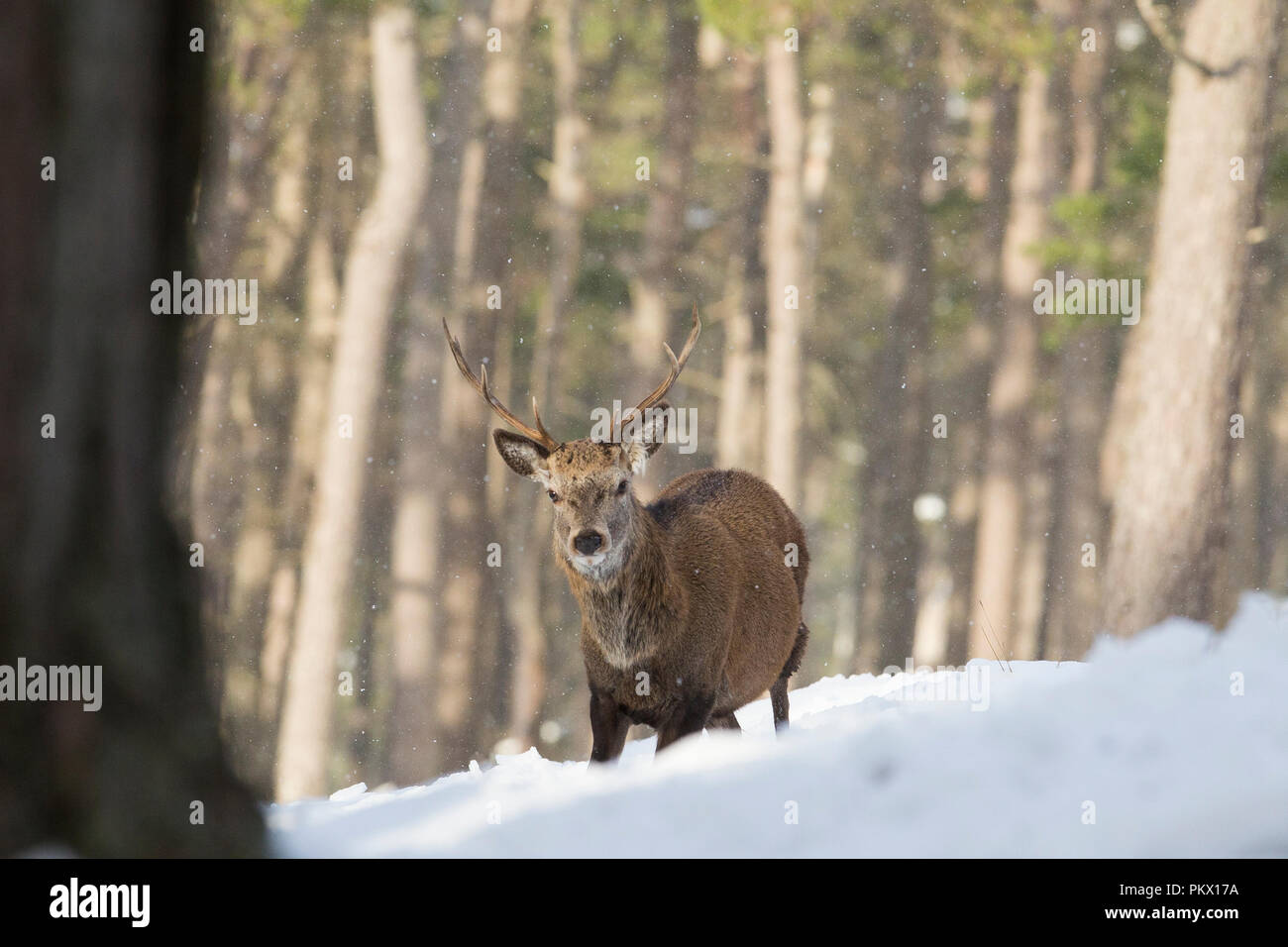 Scottish red deer stag in snow Stock Photo - Alamy