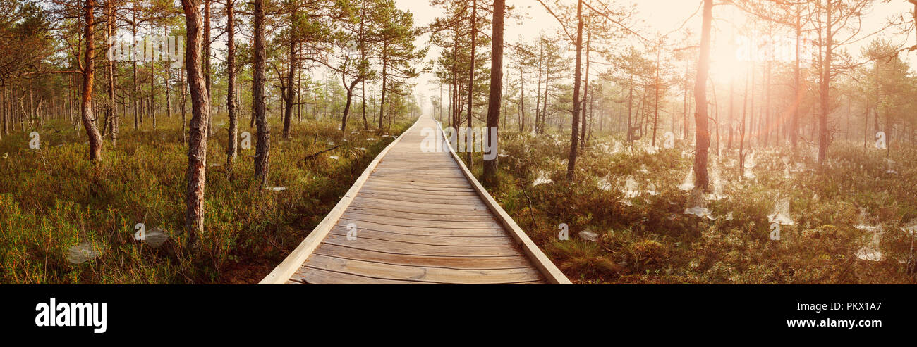 Viru bog trail hi-res stock photography and images - Alamy
