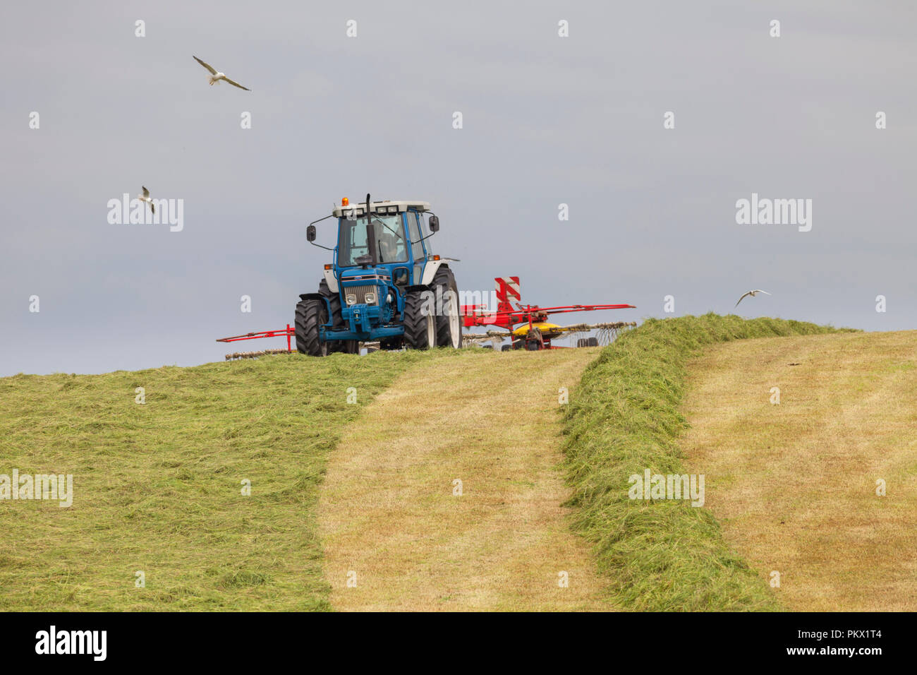 1991 Ford 7810 generation 3 with Pottinger 771a rake working on a dairy ...