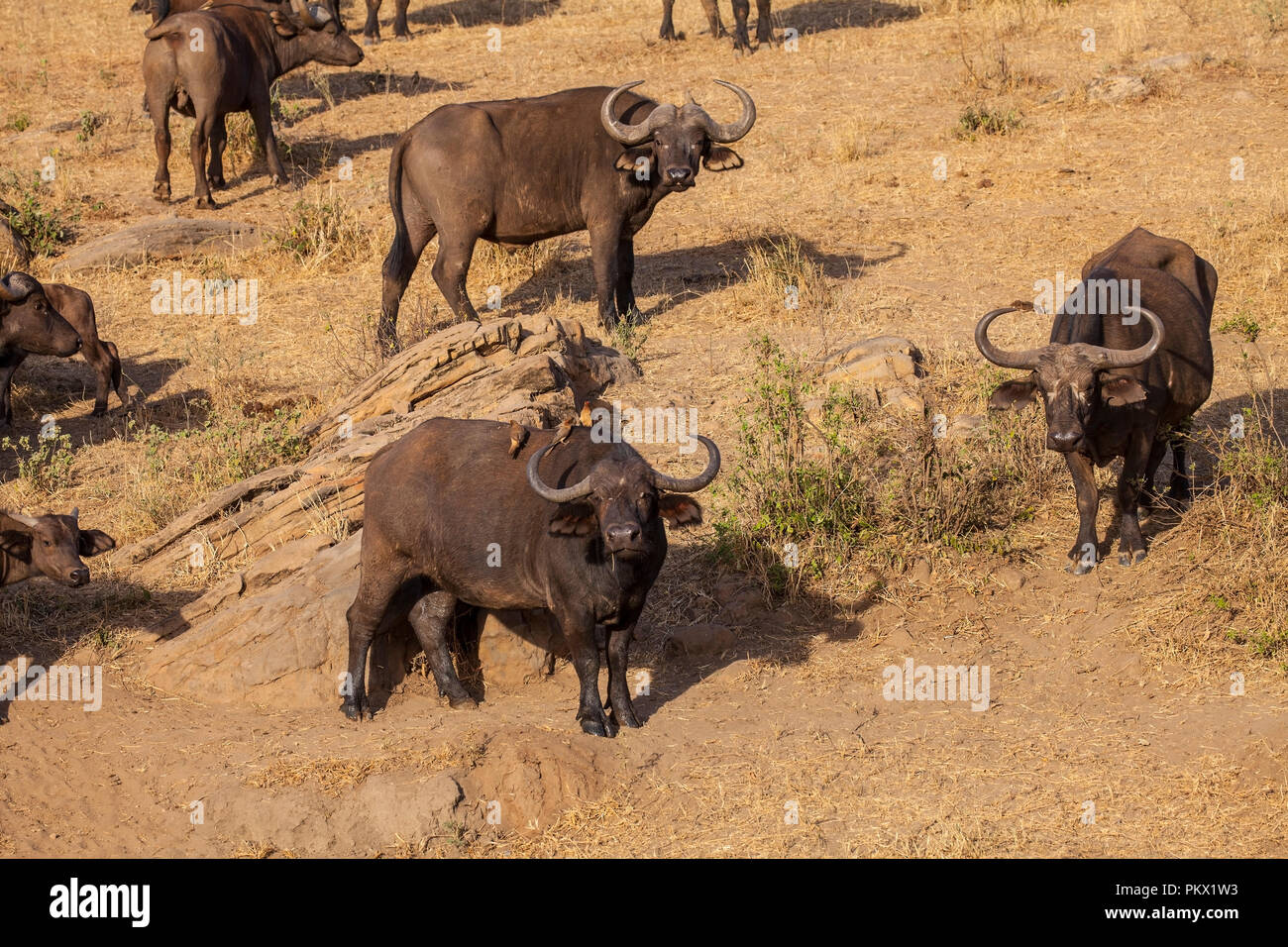Wild African buffalo Stock Photo - Alamy