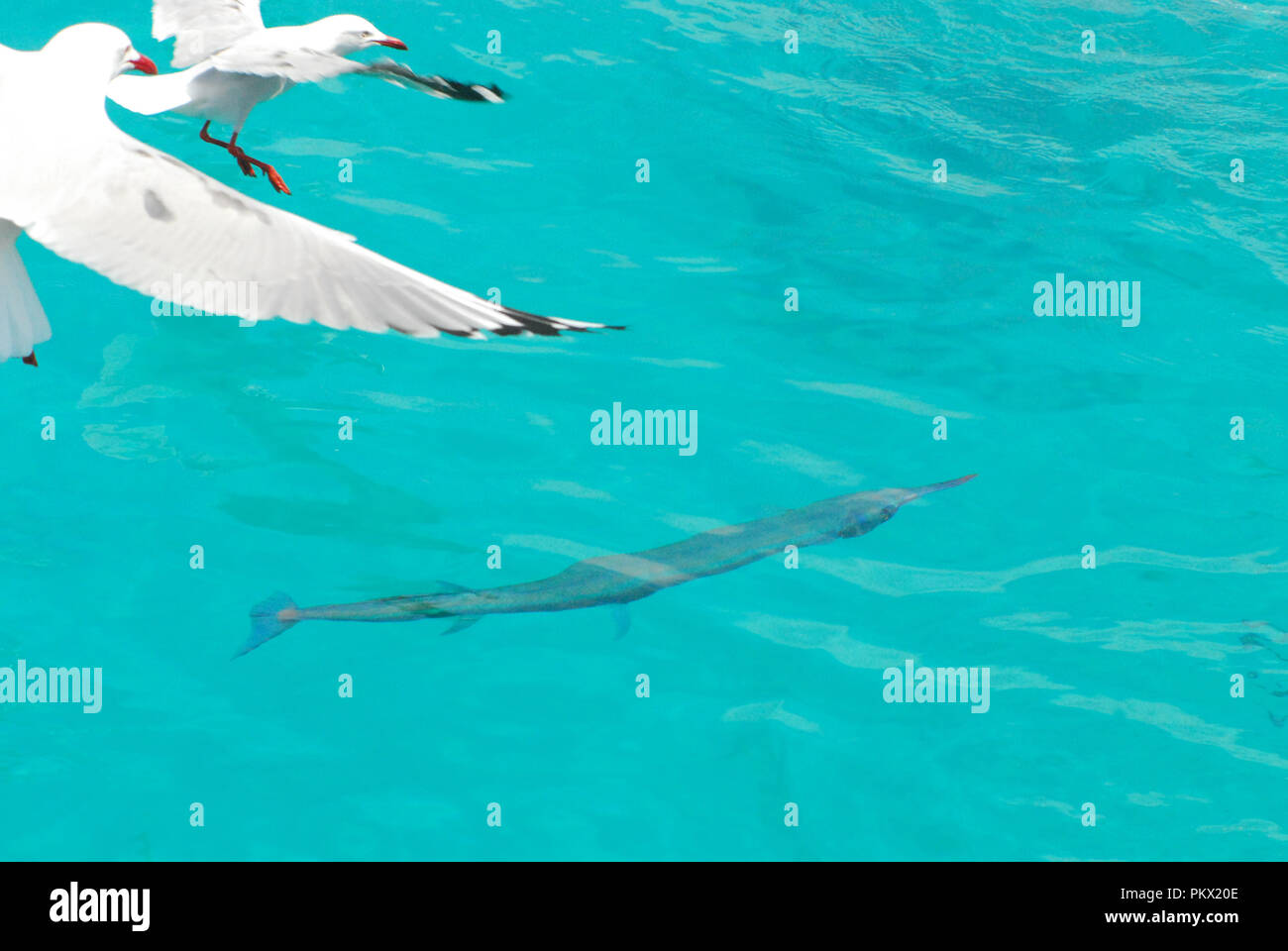 Great barrier reef fish colorful hi-res stock photography and images ...