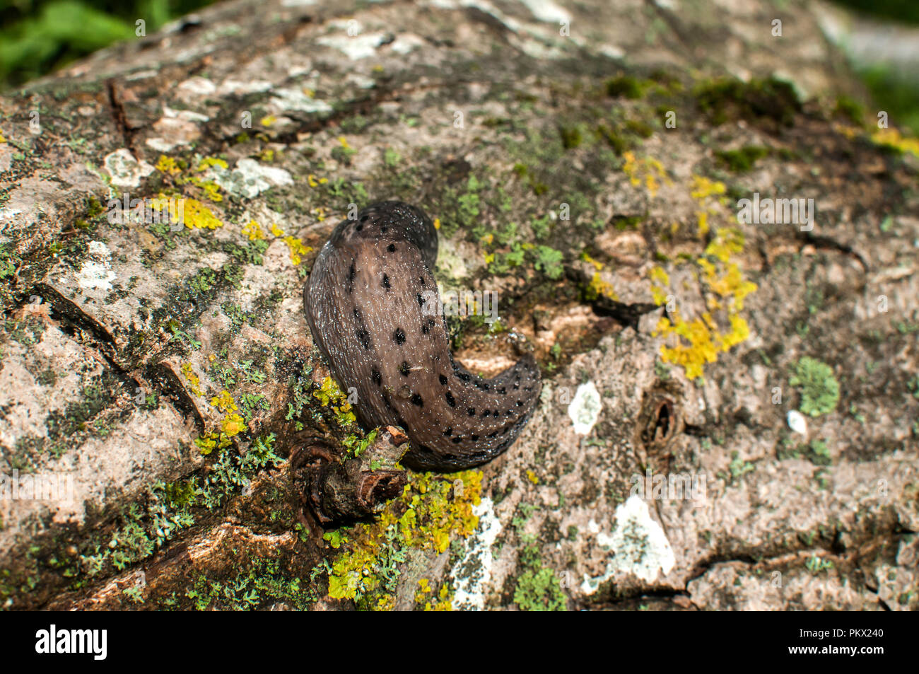 Big land slug closeup on tree trunk bark Stock Photo - Alamy