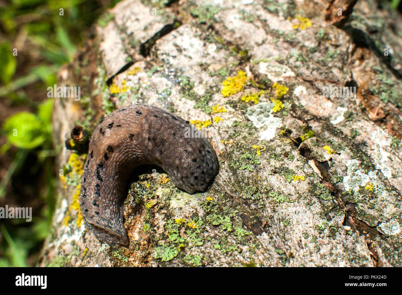 Big land slug closeup on tree trunk bark Stock Photo - Alamy