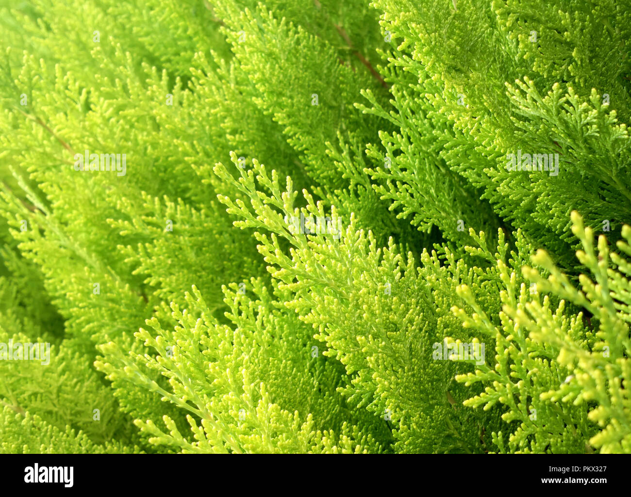 Green thuja foliage Stock Photo - Alamy
