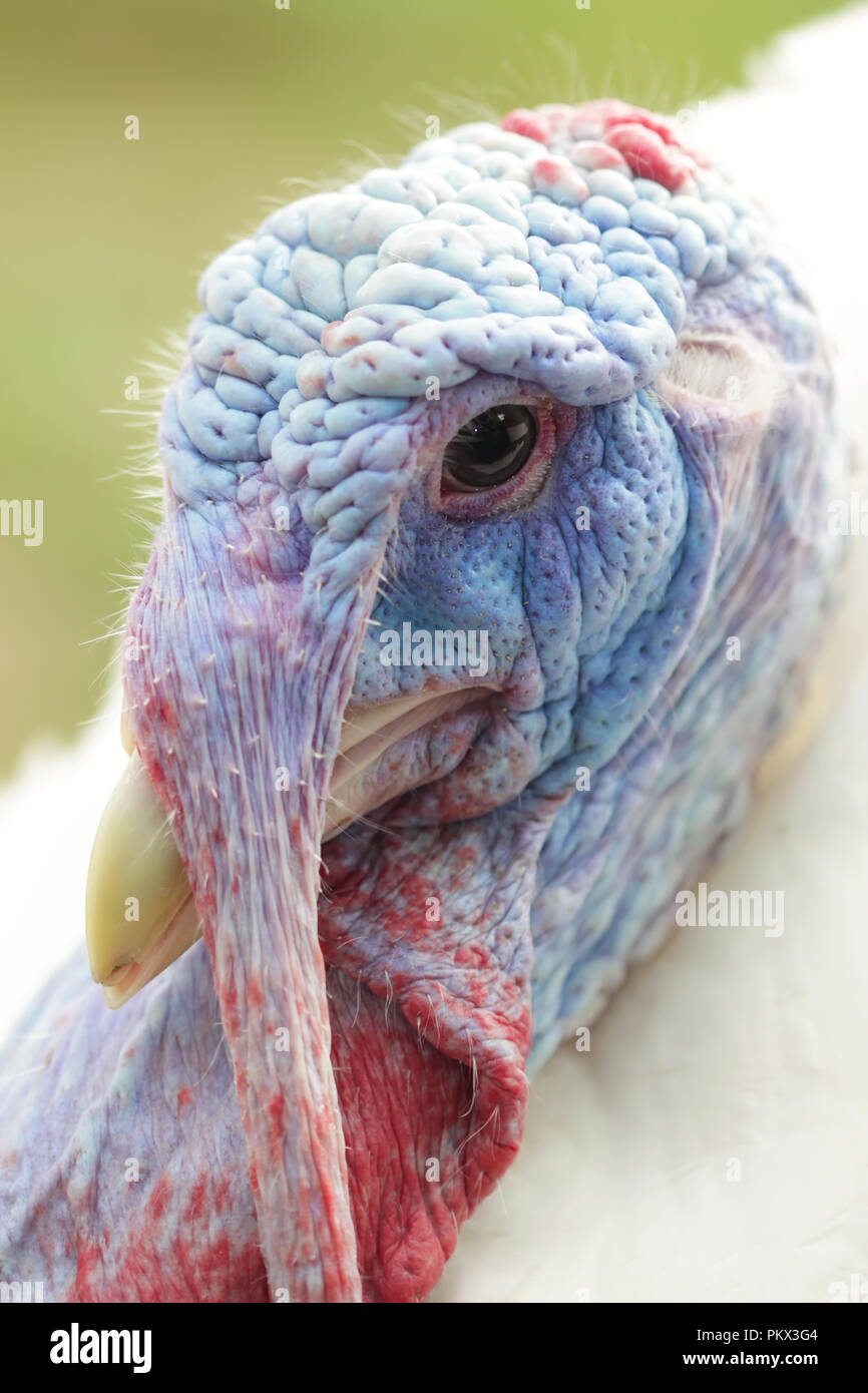 Male turkey portrait Stock Photo - Alamy
