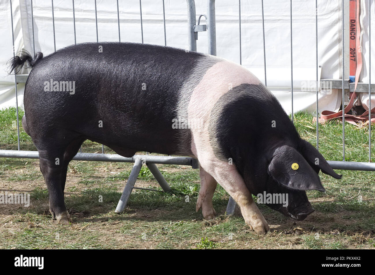 British saddle back pig Stock Photo - Alamy