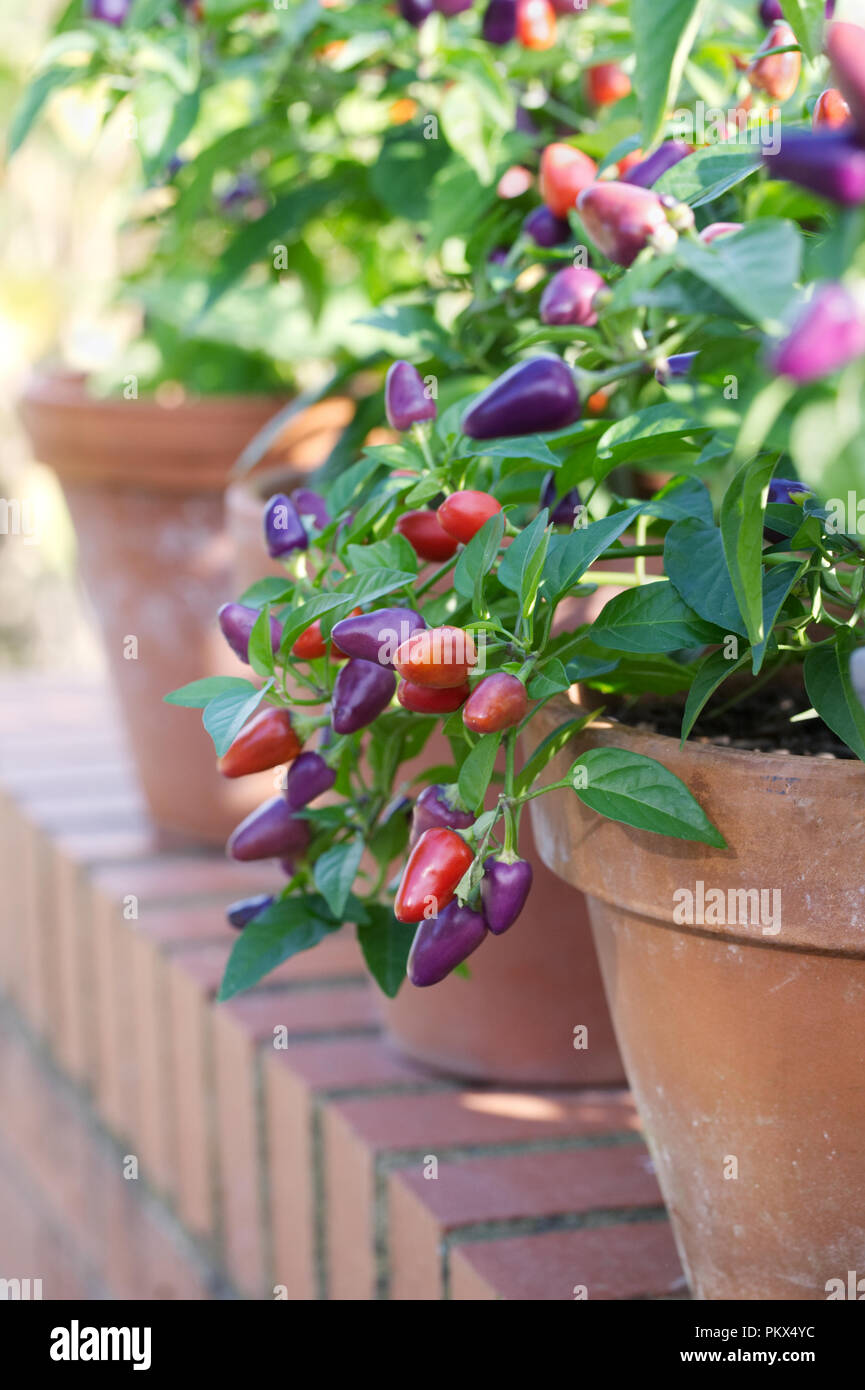 Capsicum annuum. Chilli pepper 'Loco' fruit growing in pots at RHS ...