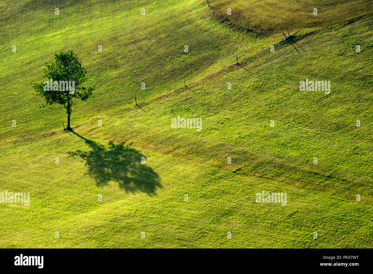 shadow from a tree Stock Photo - Alamy