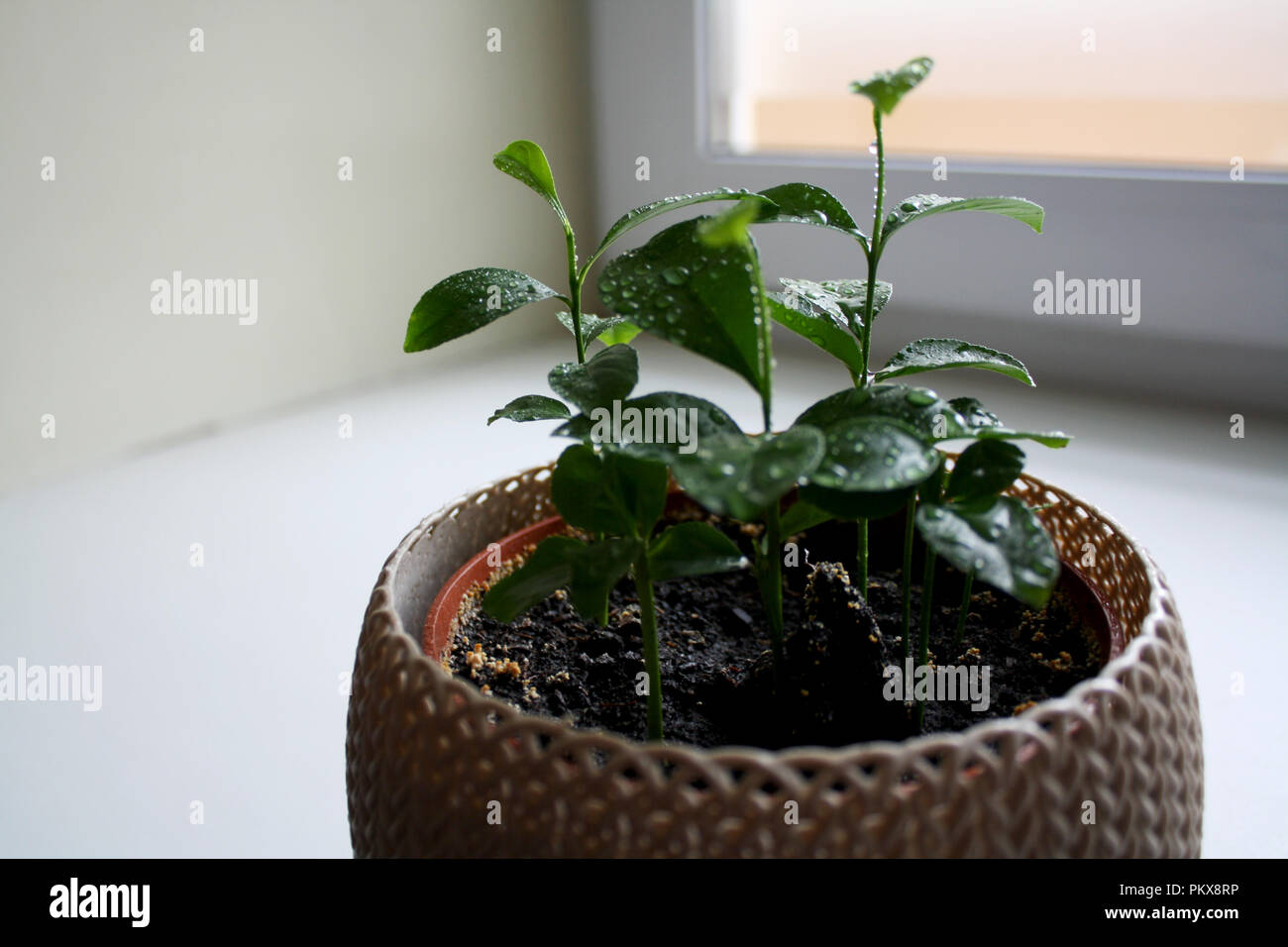 Lemon tree sprouts with dew drops close up Stock Photo - Alamy