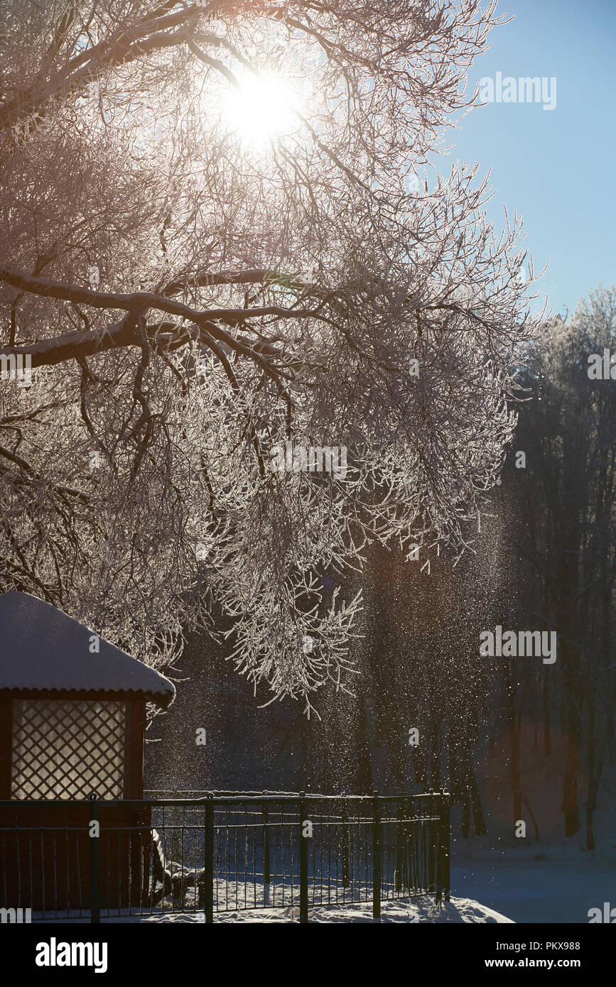 Winter sunny day in park. Snow falling from branches of big tree Stock ...