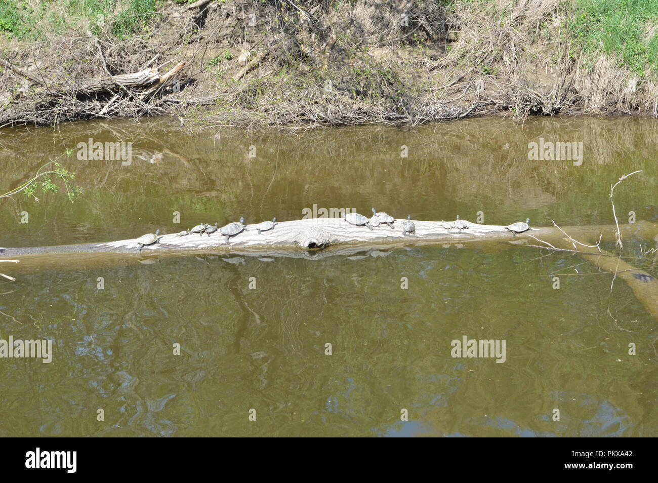 Cass River, Frankenmuth, Michigan Stock Photo - Alamy