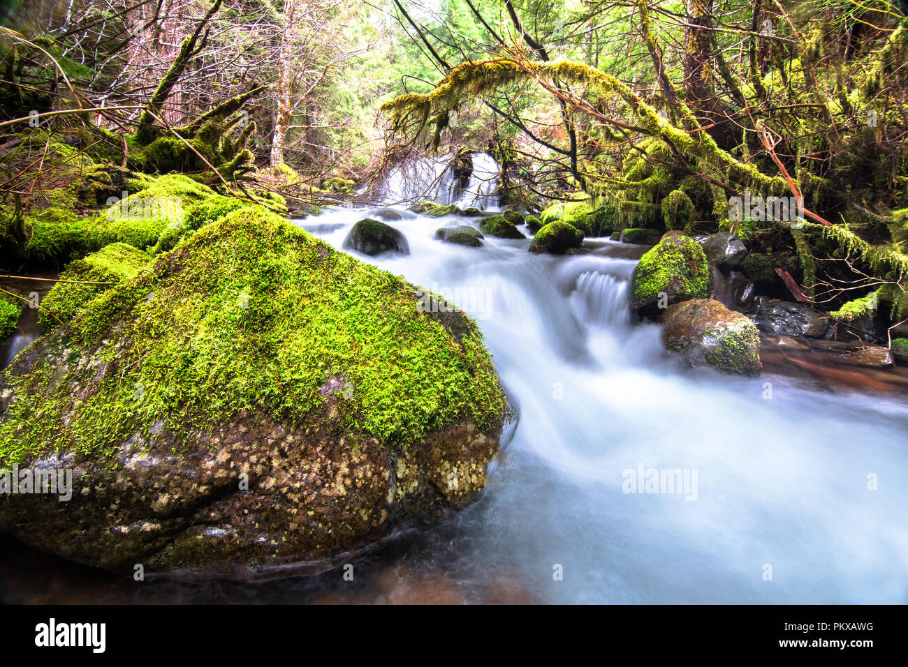 McRae Creek flows through the lush and mossy HJ Andrews Experimental ...