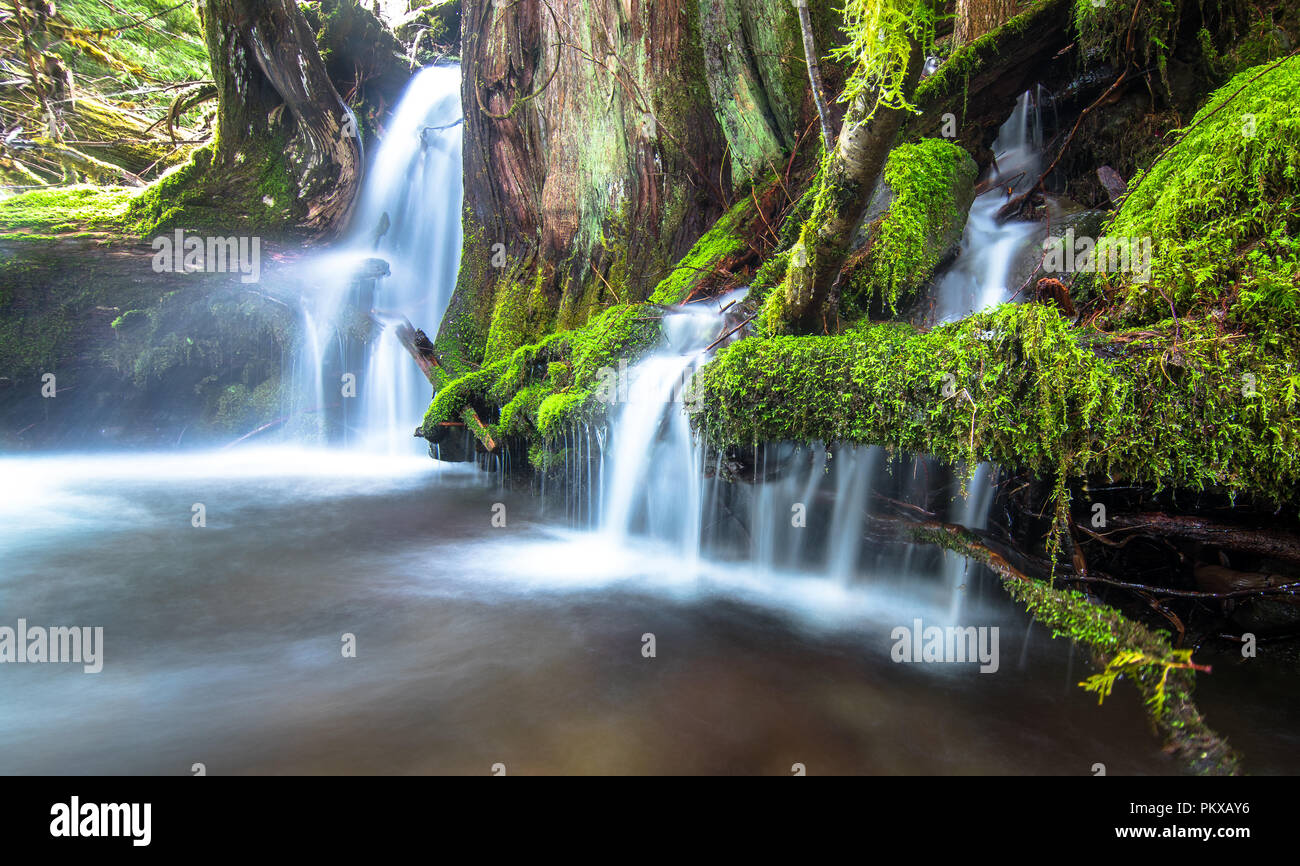 McRae Creek flows through the lush and mossy HJ Andrews Experimental ...