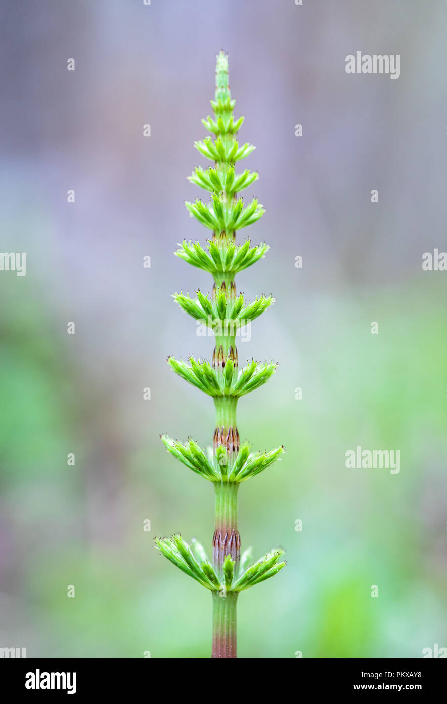 Common horsetail (Equisetum arvense) in the HJ Andrews Experimental ...