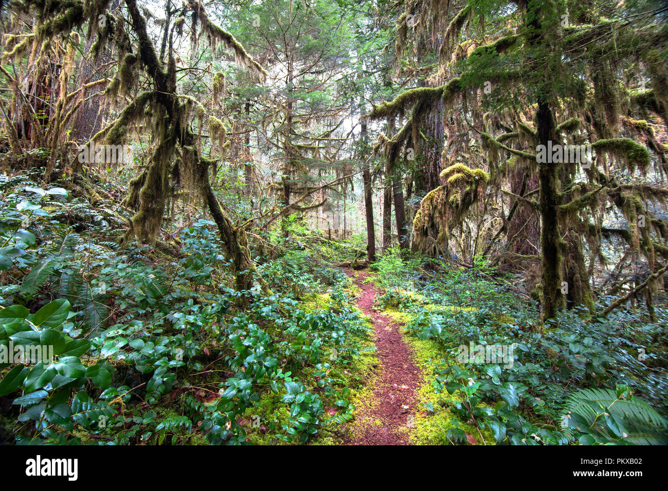 Hj Andrews Experimental Forest Hi Res Stock Photography And Images Alamy