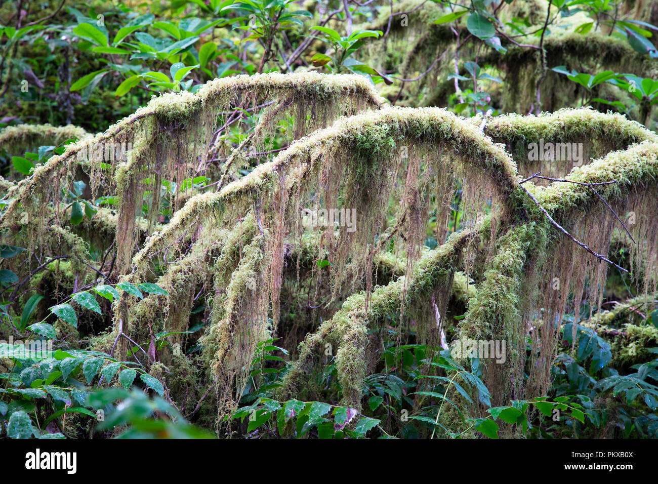 Dense moss clings to a vine maple (Acer circinatum) in an old growth ...