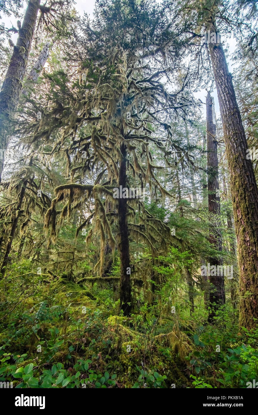 Dense moss hangs from a Pacific yew tree (Taxus brevifolia) in a ...
