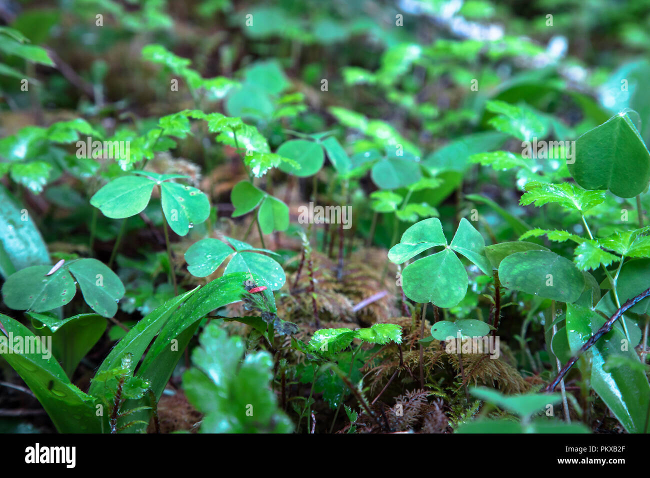 Close-up of the forest floor lined with Oxalis (Oxalis oregana), Queen ...