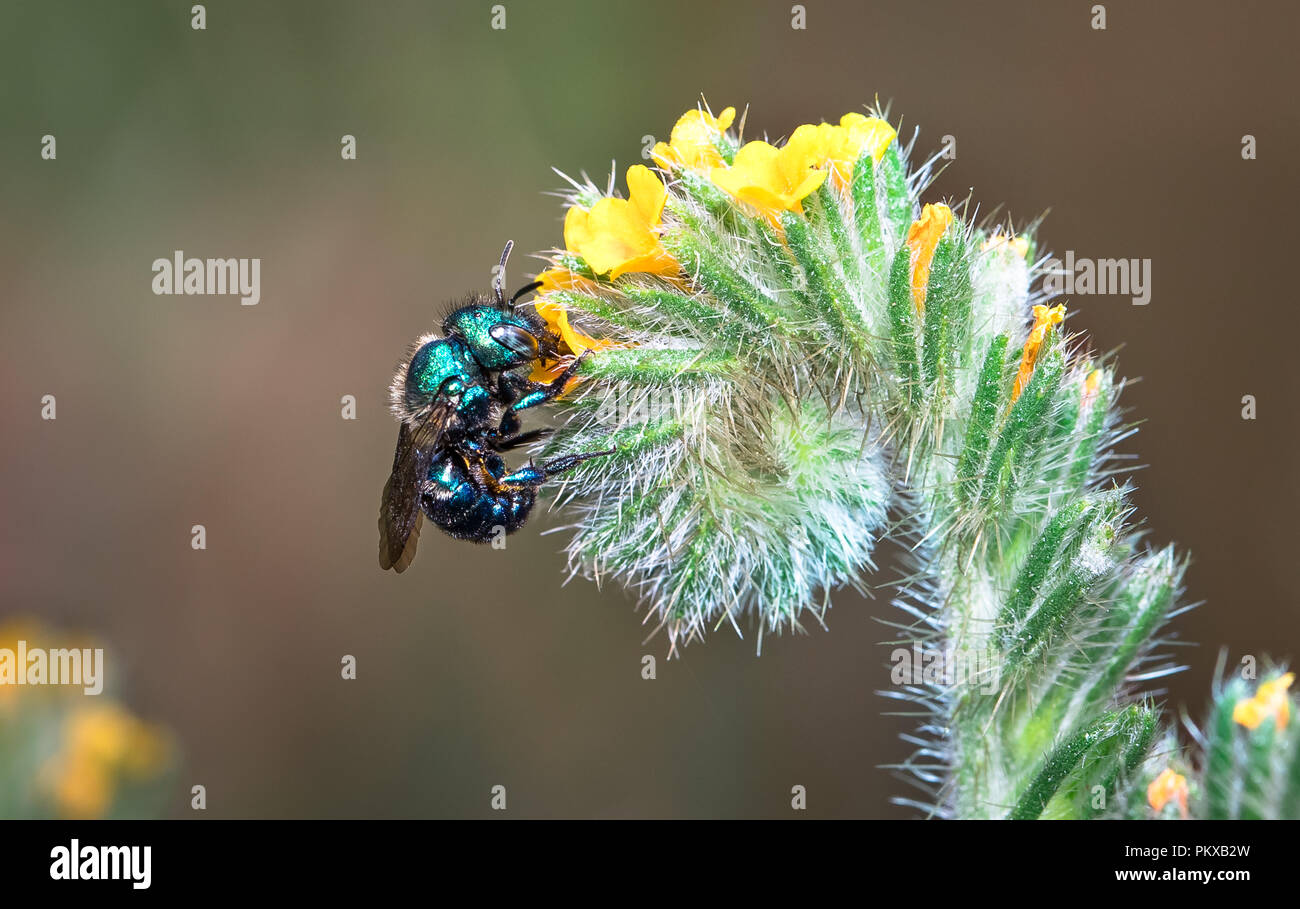 An iridescent green bee collects pollen as it visits a tarweed ...