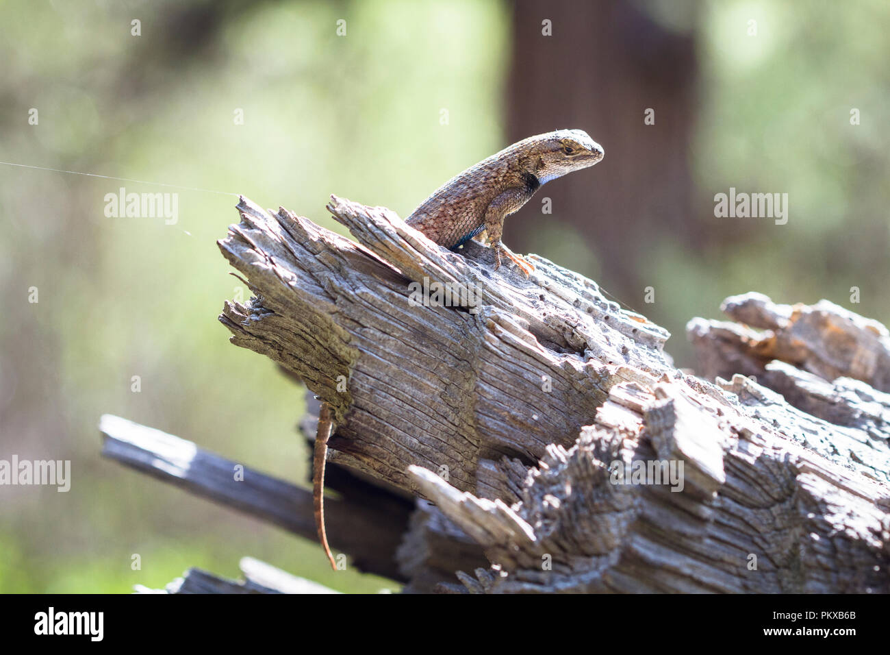 A western fence lizard (Sceloporus occidentalis) basks in the sun on a ...