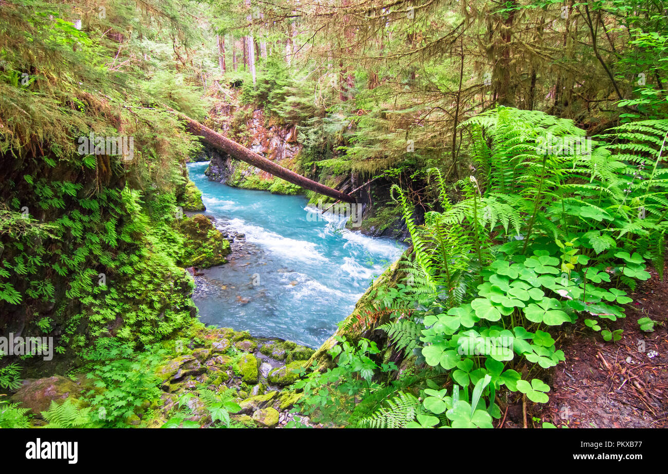 The Quinault River flows through lush temperate rainforest in the ...