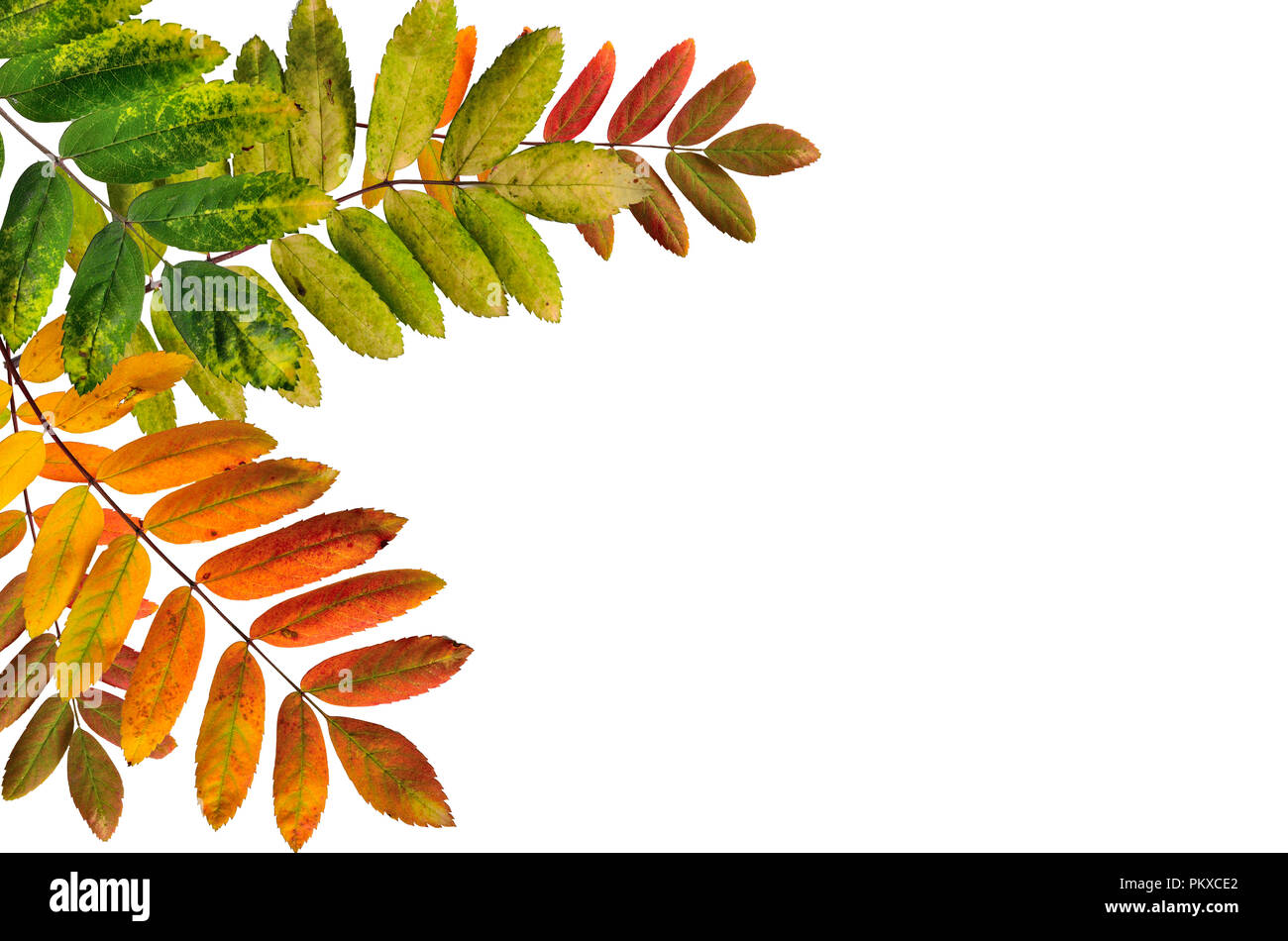 Composition from four bright multi-colored leaves of ashberry painted ...