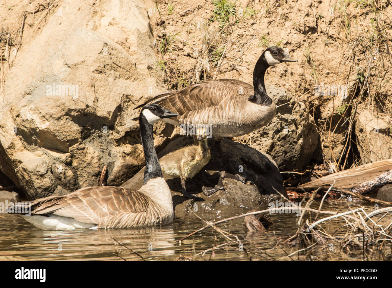 Father goose hi-res stock photography and images - Alamy