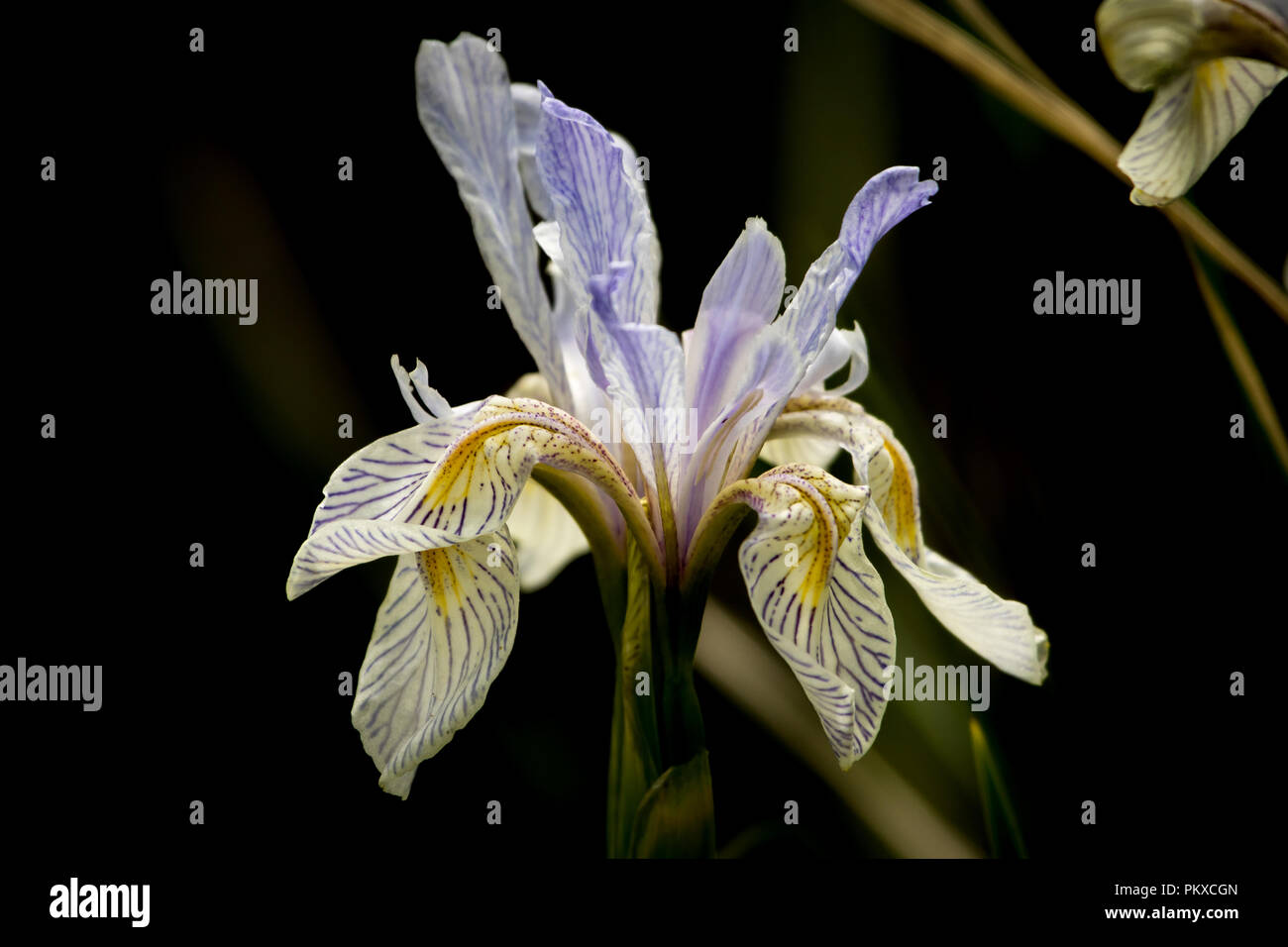 Flora wild hi-res stock photography and images - Alamy