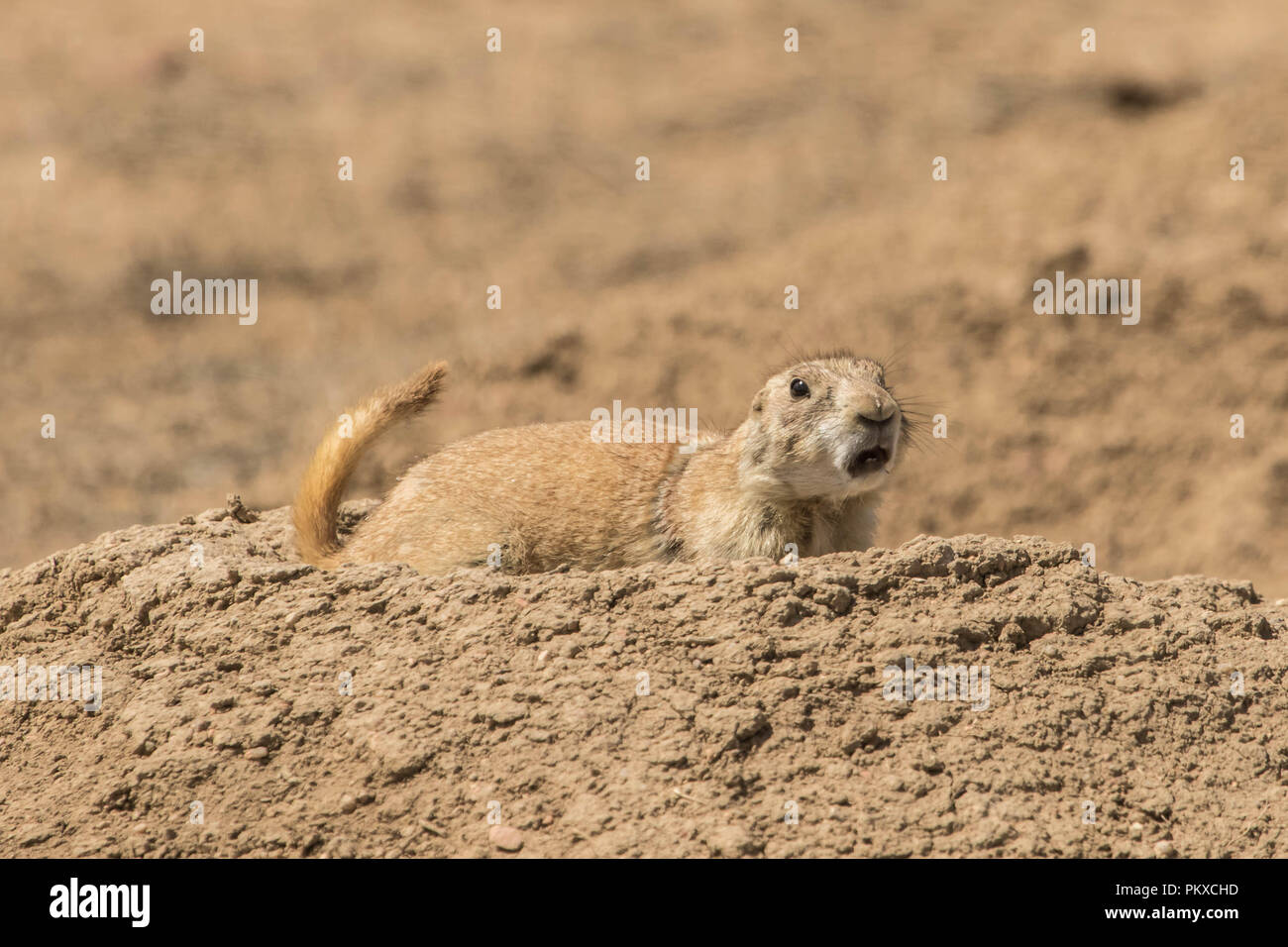 Prairie dog barking hi-res stock photography and images - Alamy