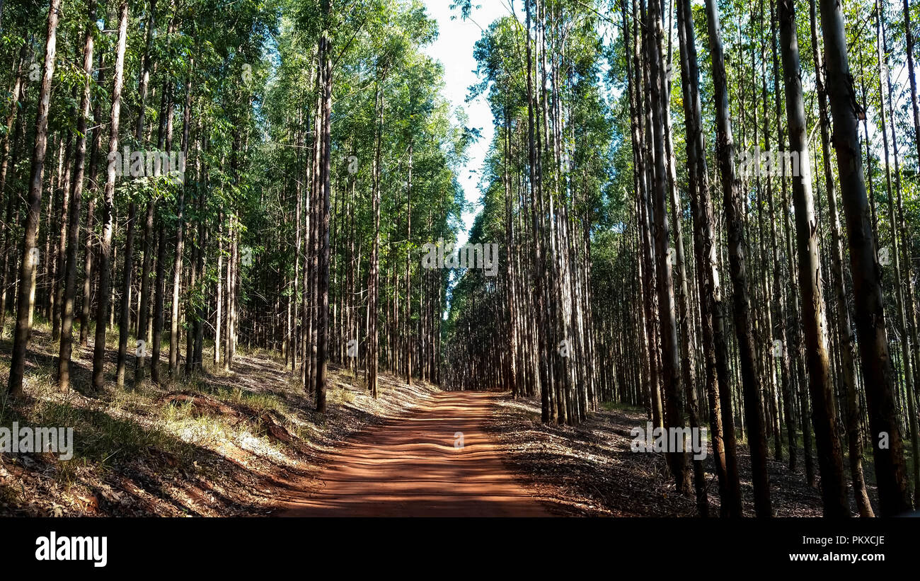 Beautiful trees on the way Stock Photo - Alamy