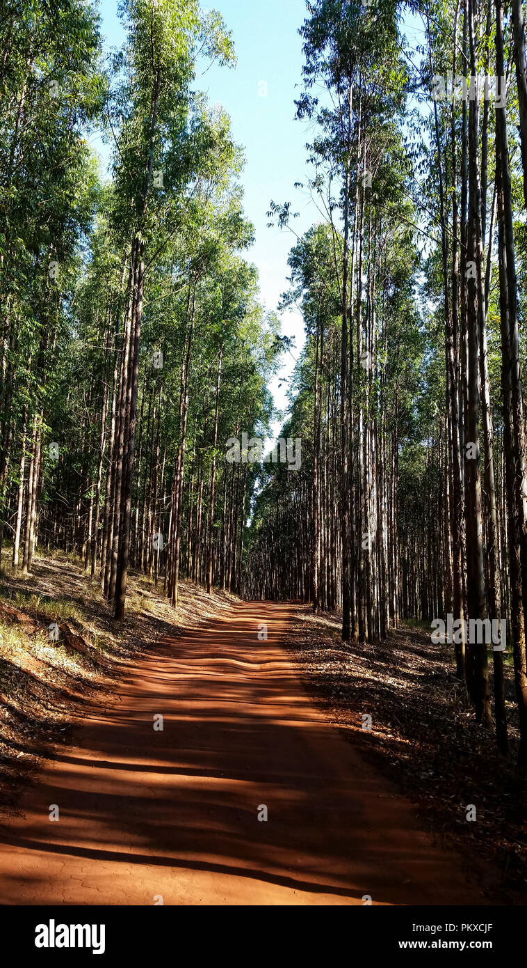 Way in the eucalyptus forest in red soil. Brazil South America Stock ...