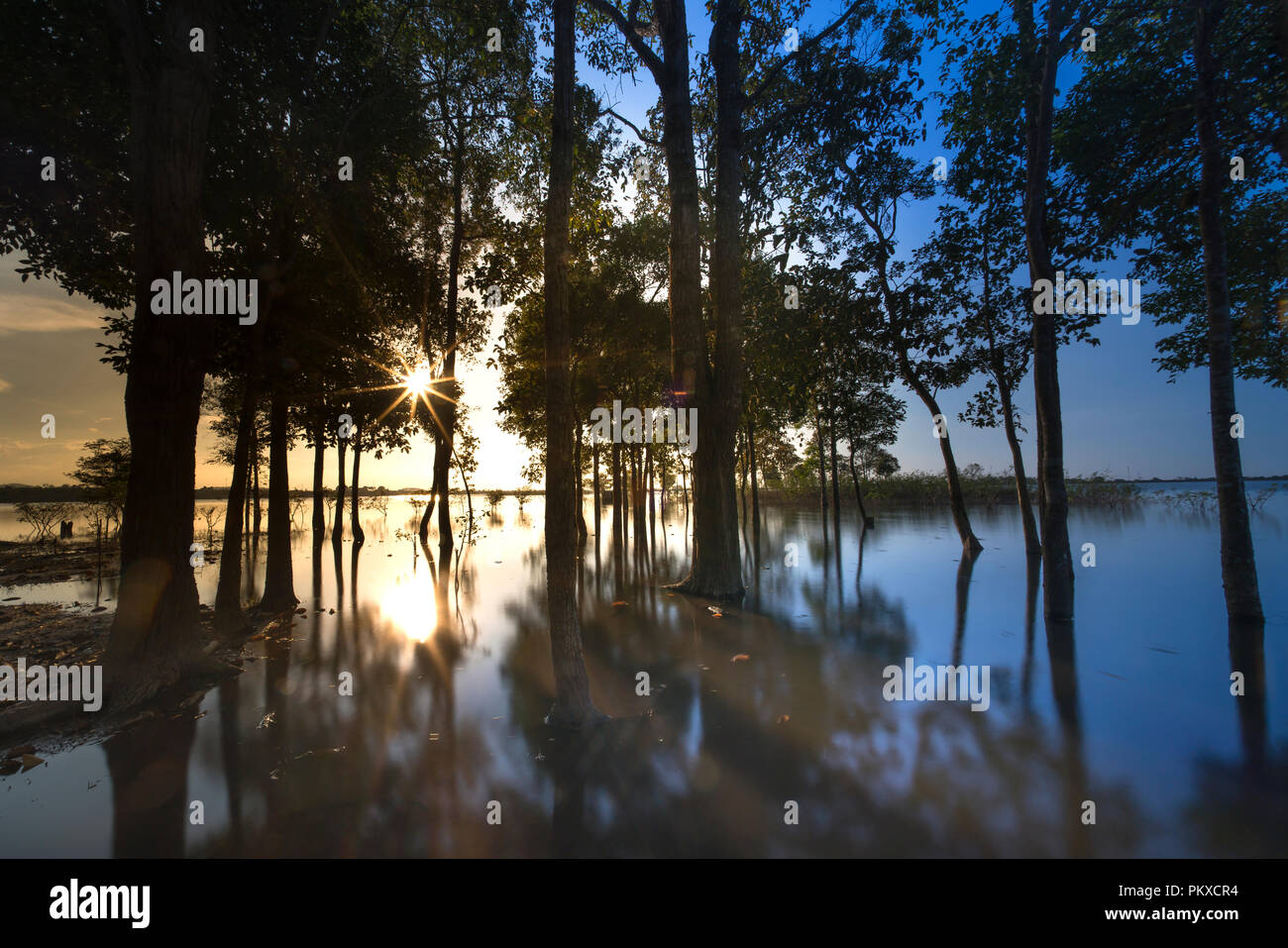 A row of flooded trees with their reflections in the lake at sunset ...